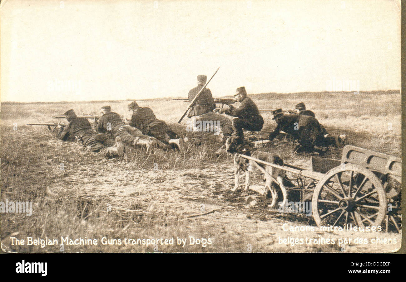 World War One postcard of Belgian Machine Guns transported by dogs ...