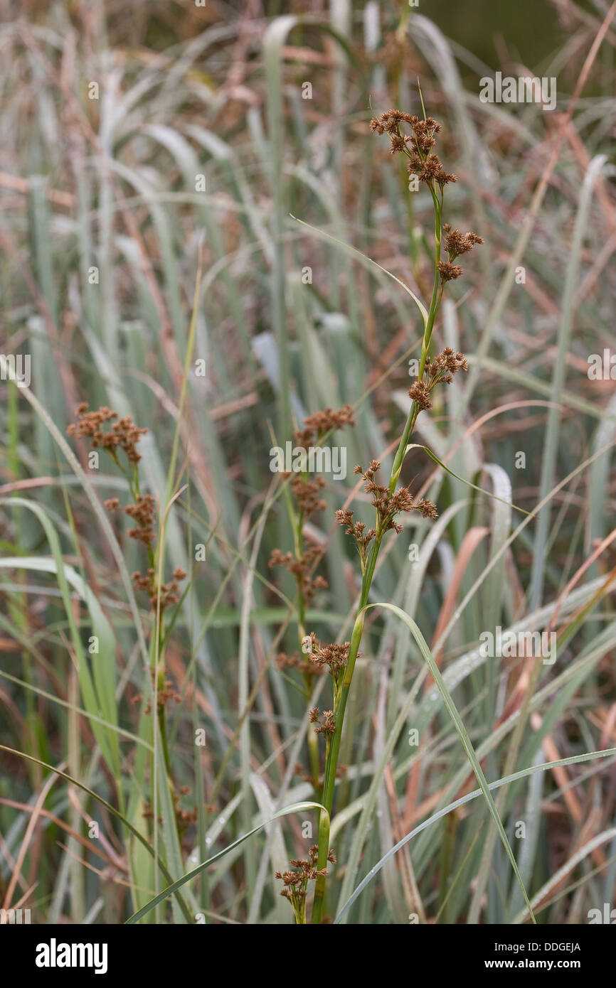 Sauer gras hi-res stock photography and images - Alamy