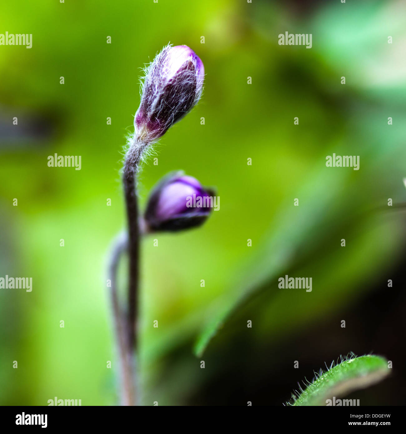 Blue common hepatica buds closeup Stock Photo - Alamy