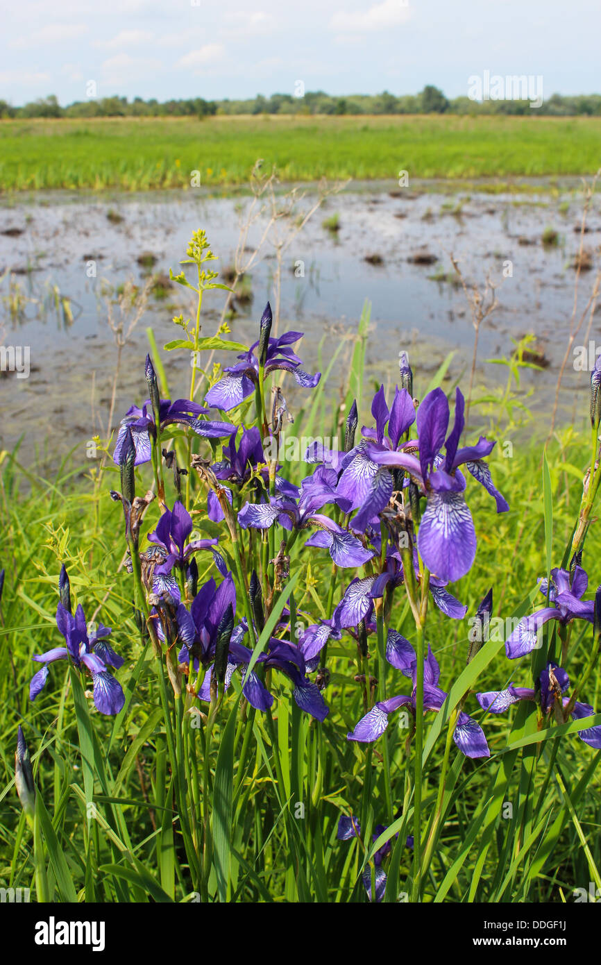image of beautiful flowers of iris besides river Stock Photo - Alamy