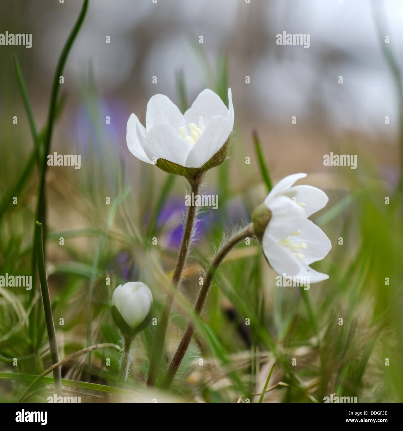 Common hepatica white hepatica nobilis hi-res stock photography and ...