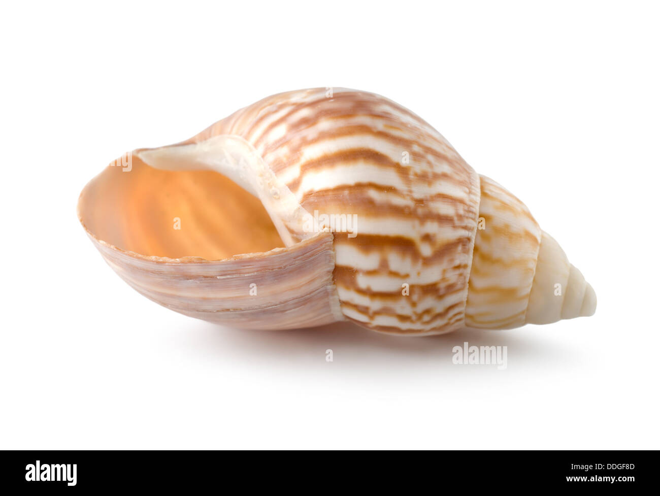 Clam shell images hi-res stock photography and images - Alamy