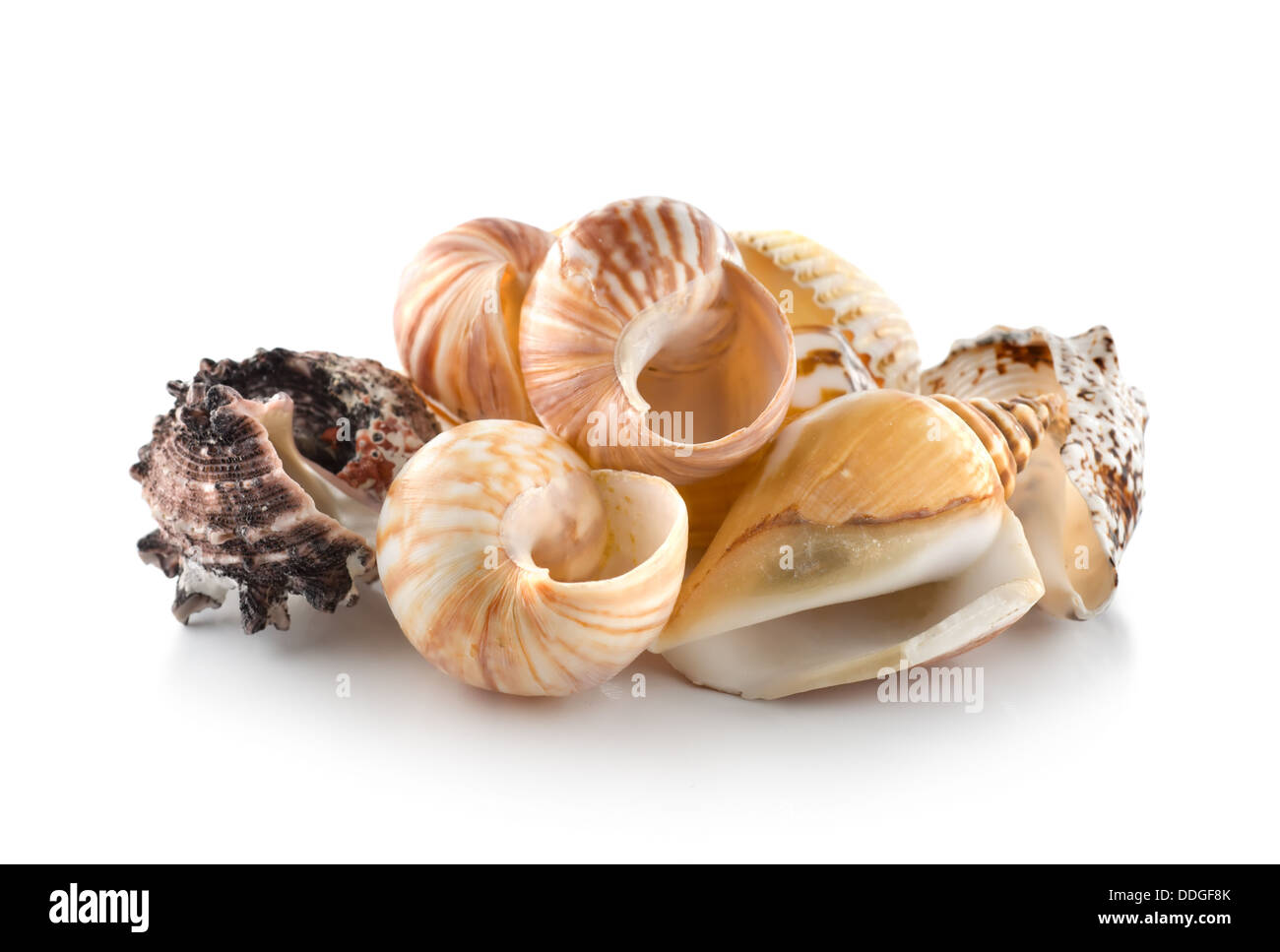 Shells macro photography hi-res stock photography and images - Alamy