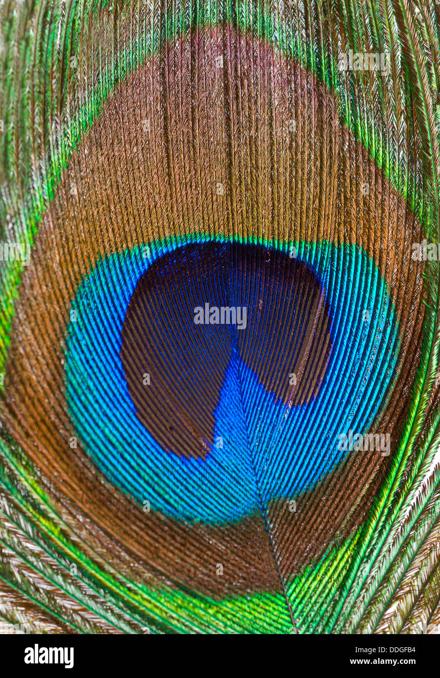Single peacock feather hi-res stock photography and images - Alamy