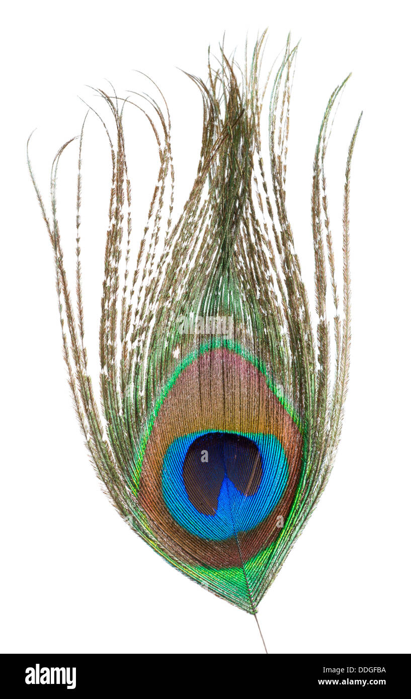 Tail feather pattern Cut Out Stock Images & Pictures - Alamy