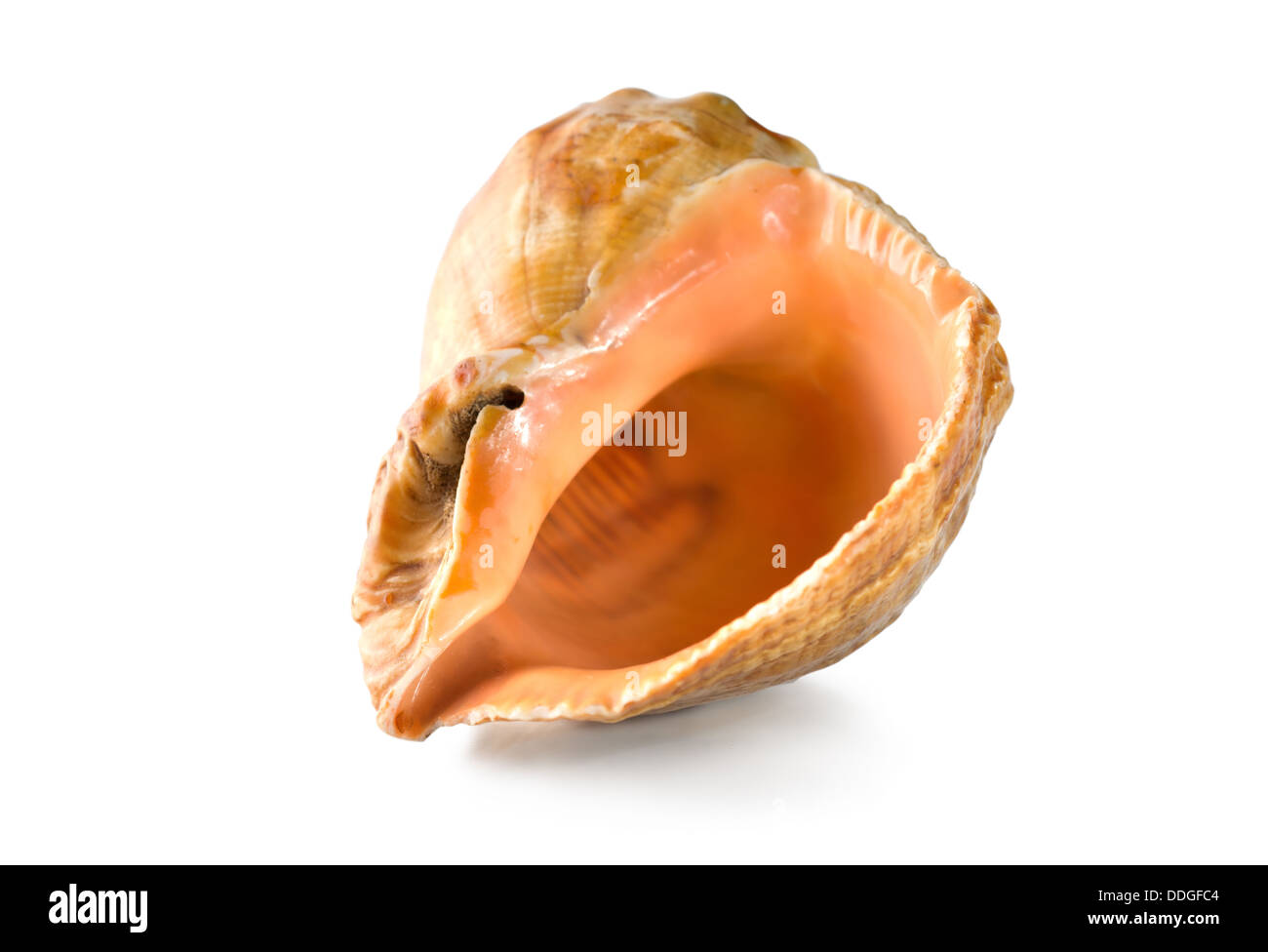 Clam shell image hi-res stock photography and images - Alamy