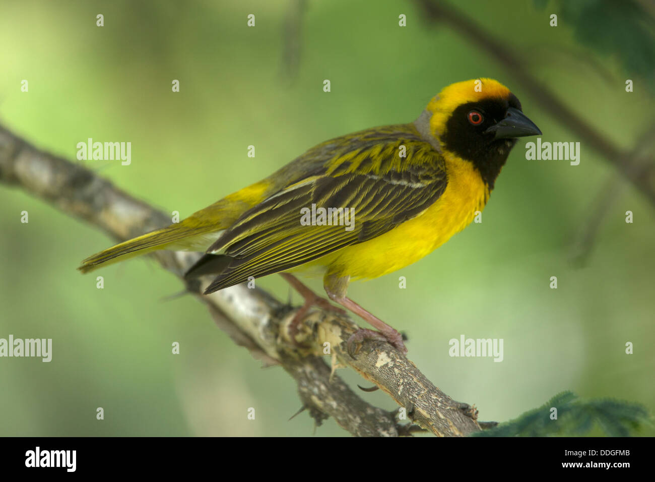 A Southern Masked Weaver Stock Photo - Alamy