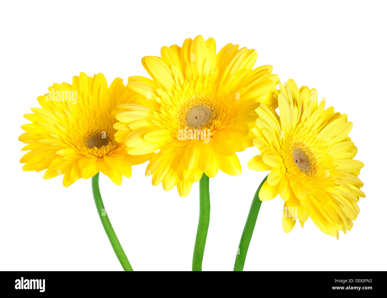 Three gerbera flowers hi-res stock photography and images - Alamy