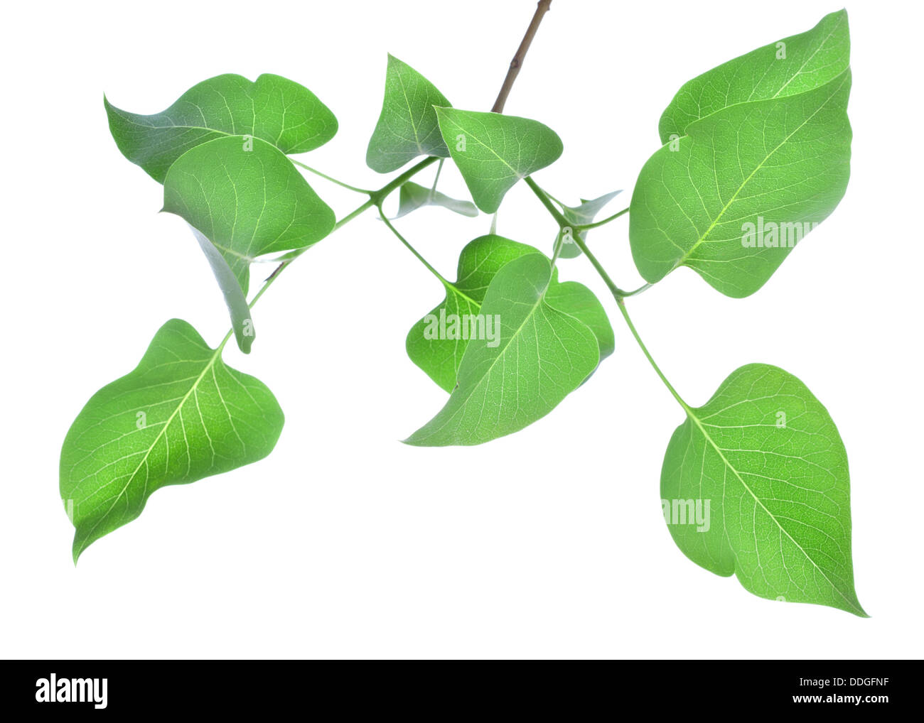 Leaves of lilac Stock Photo - Alamy