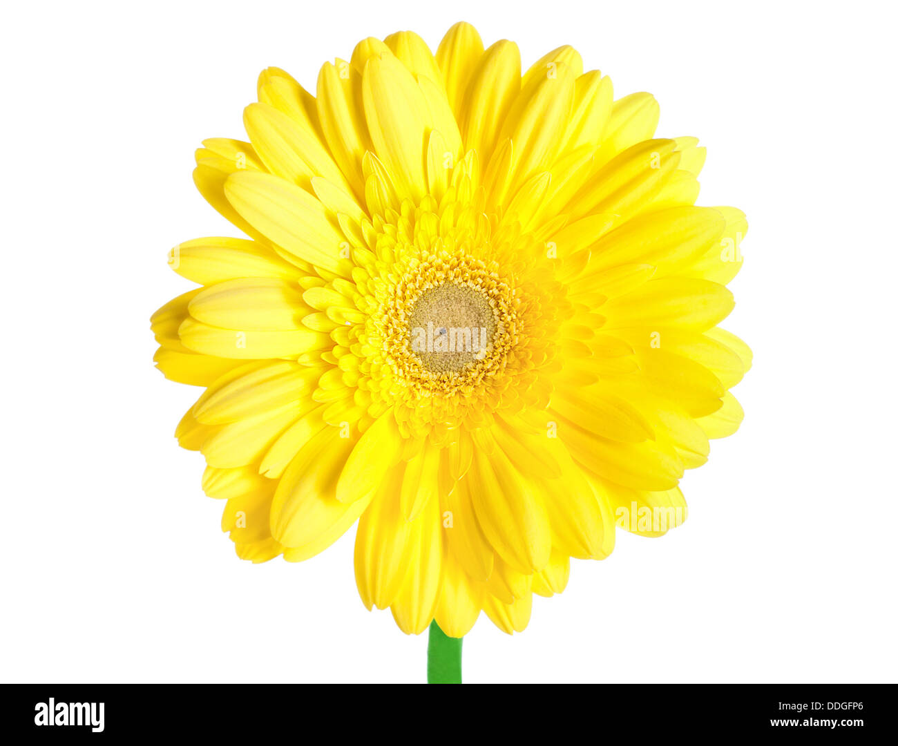 Gerbera daisy bed hi-res stock photography and images - Alamy