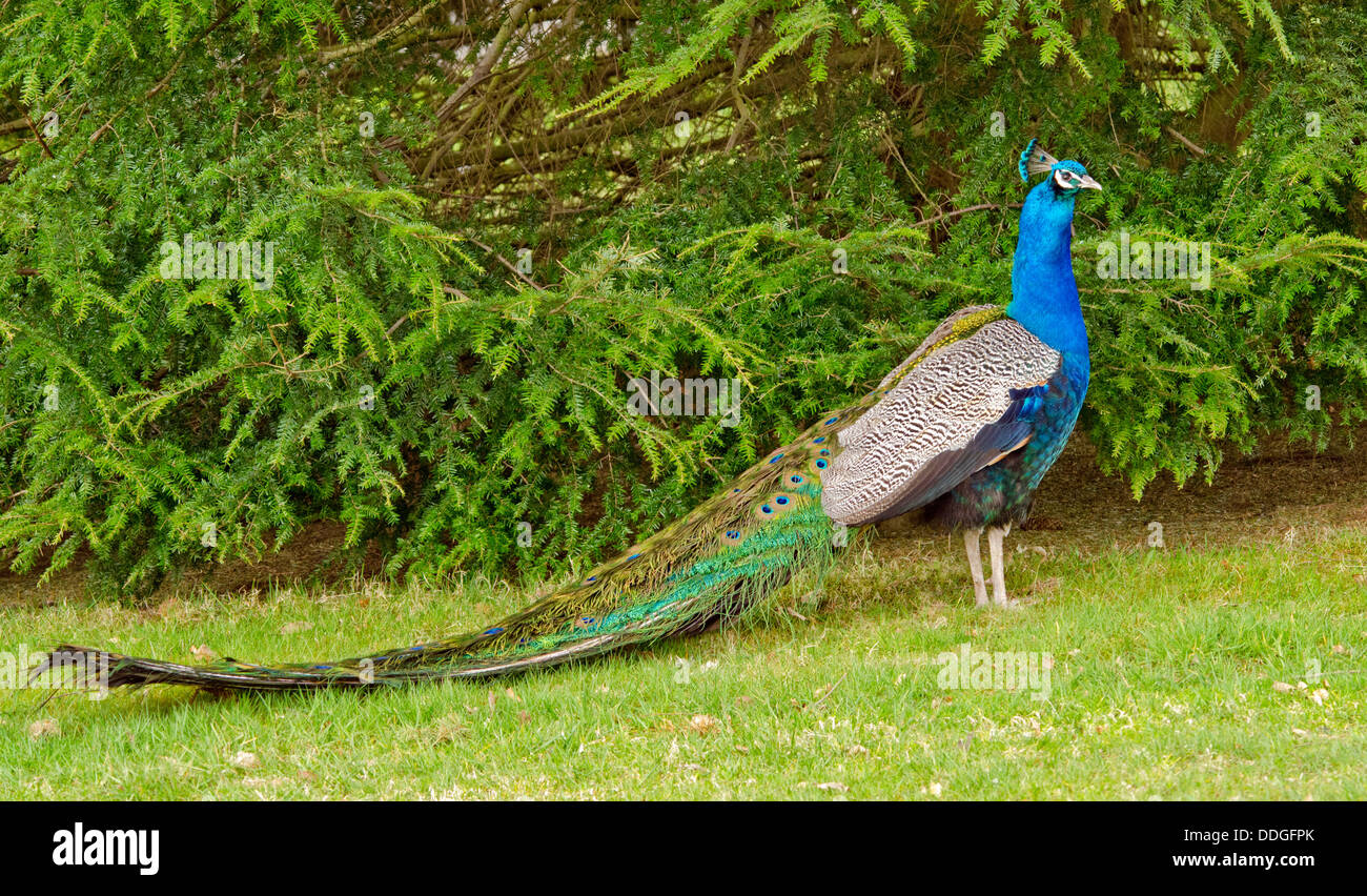 Indian fir tree hi-res stock photography and images - Alamy