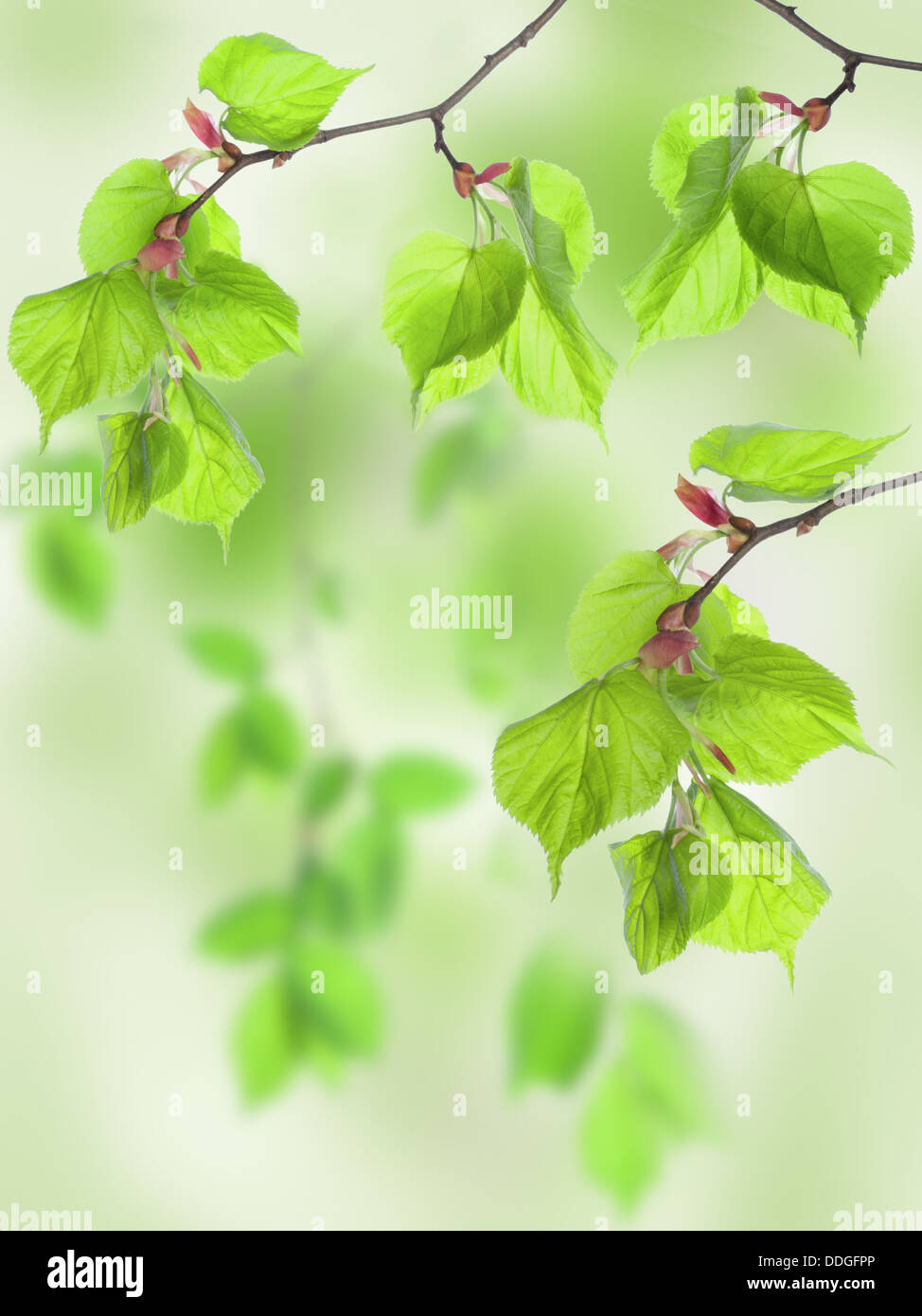 Lime green tree in leaf hi-res stock photography and images - Alamy