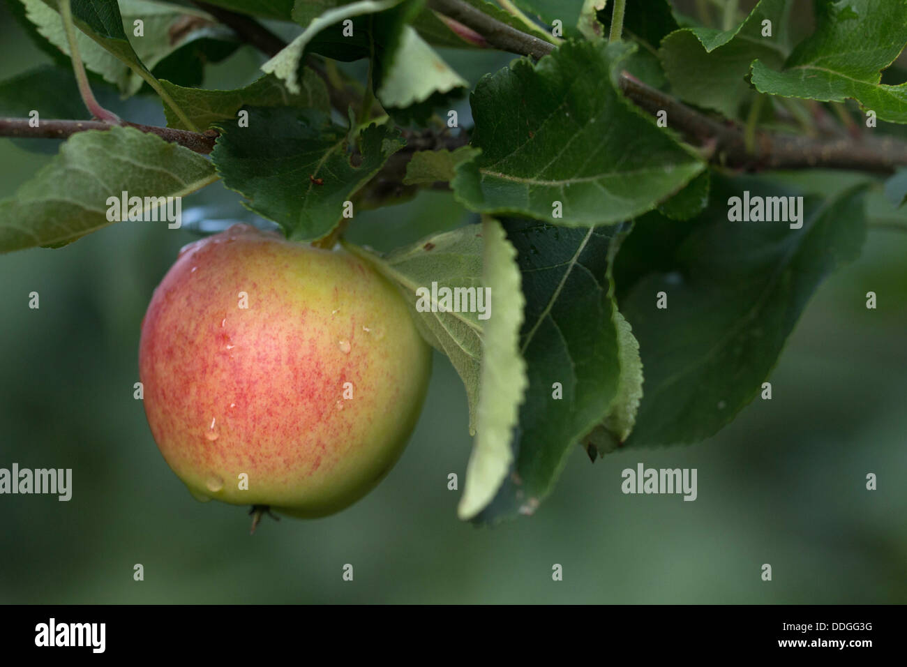 An apple of the variant aroma Stock Photo - Alamy