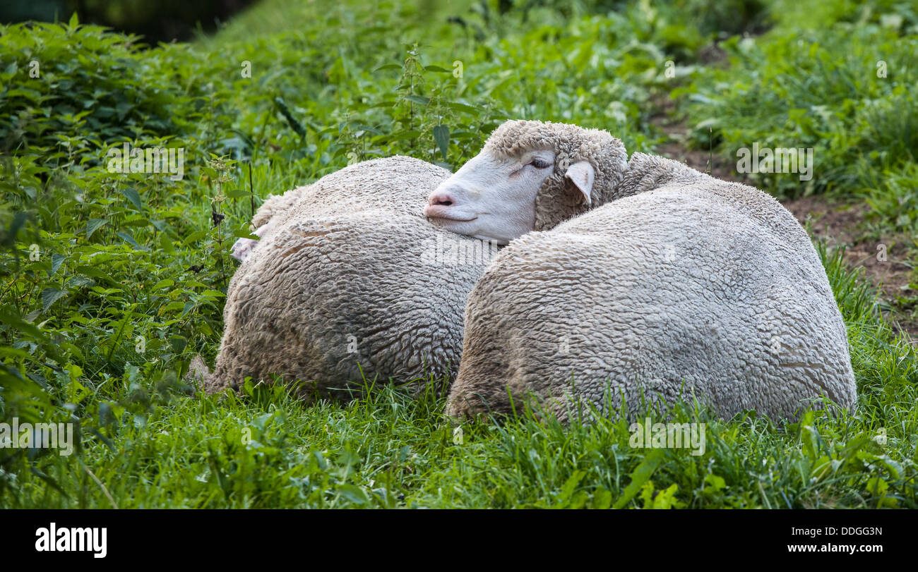 Two sheeps hi-res stock photography and images - Alamy