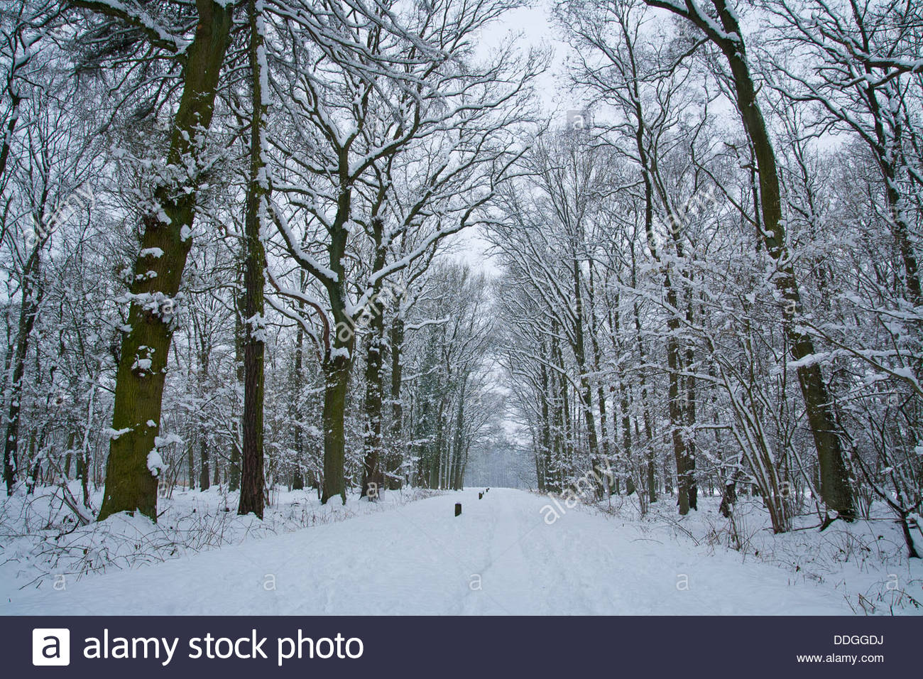Trees In Winter Ardennes Stock Photos & Trees In Winter Ardennes Stock ...