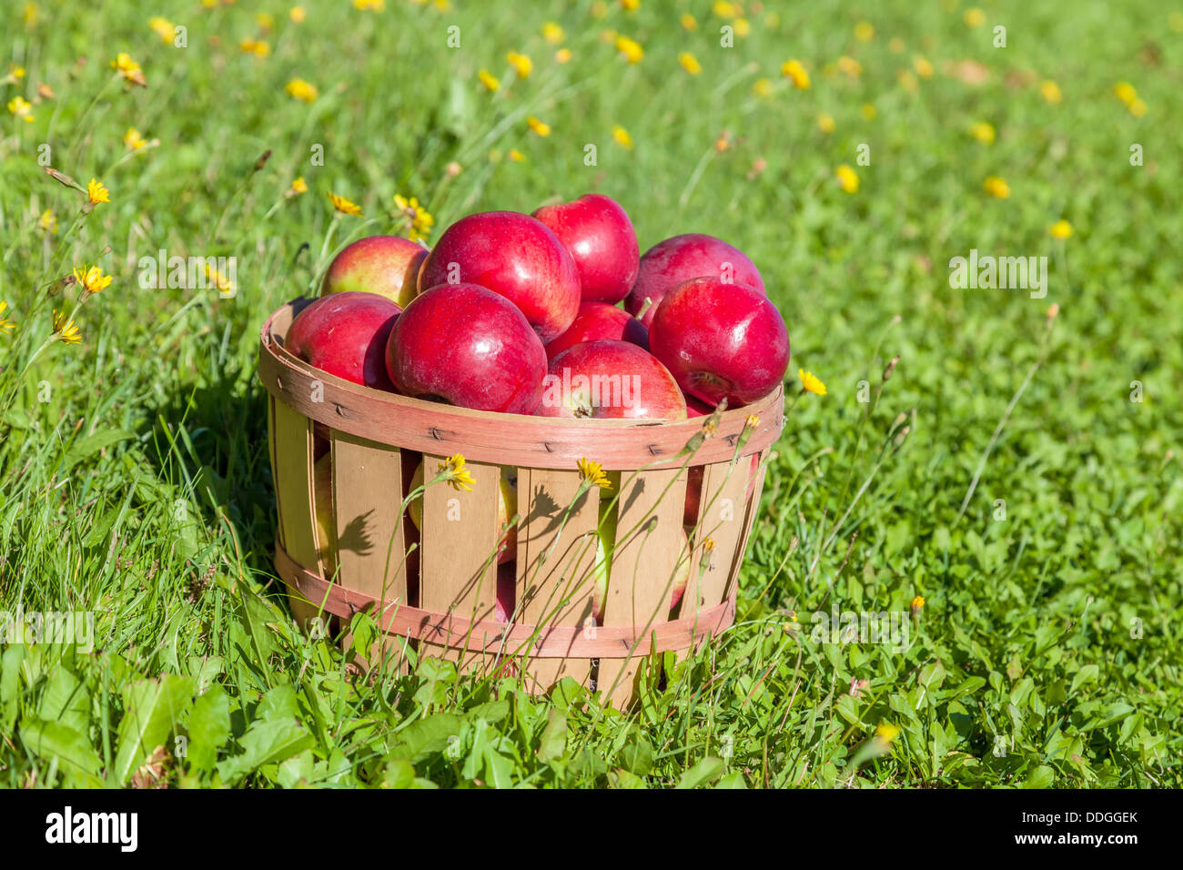 Freshly picked apples in a half bushel basket Stock Photo - Alamy