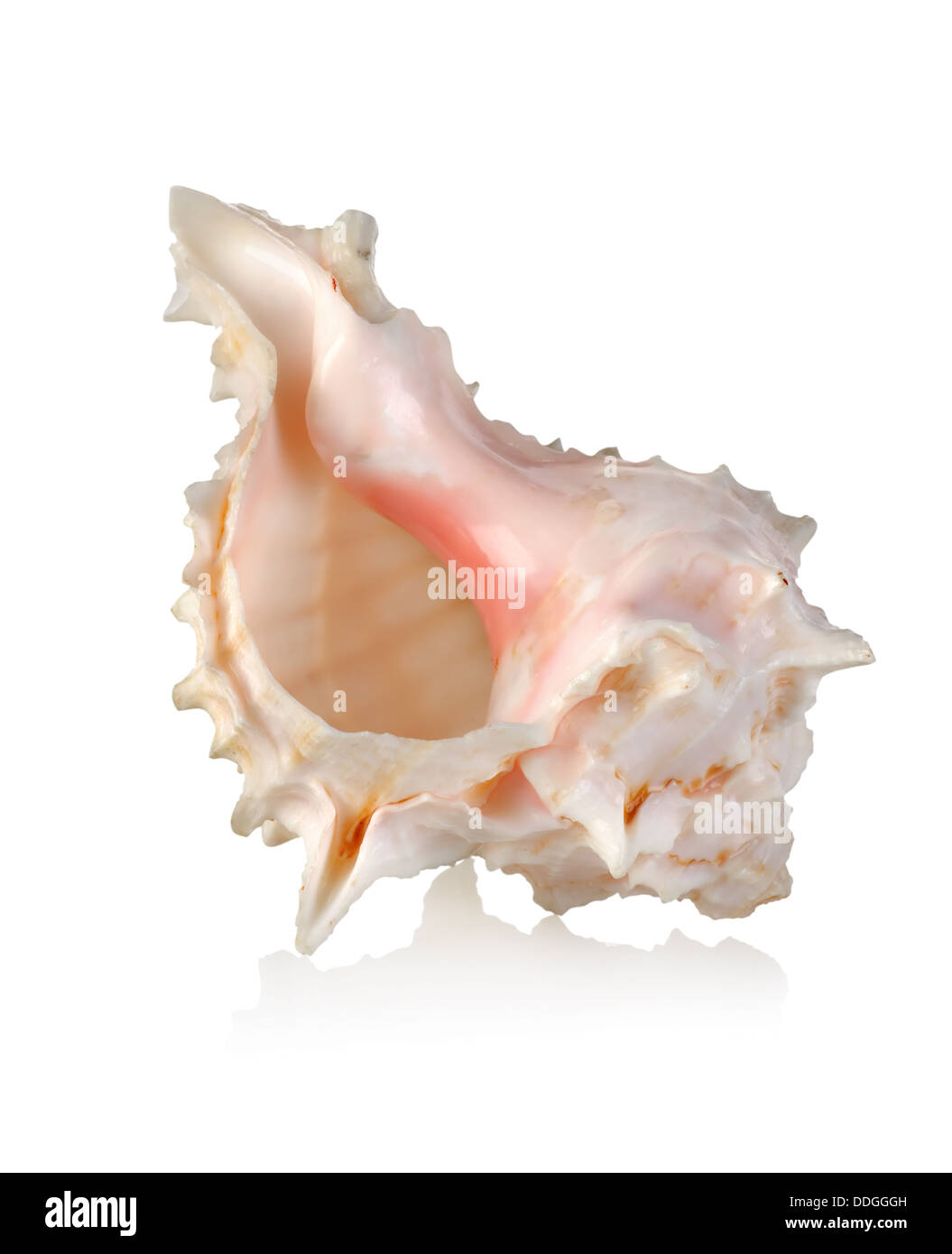 Clam shell isolated hi-res stock photography and images - Alamy