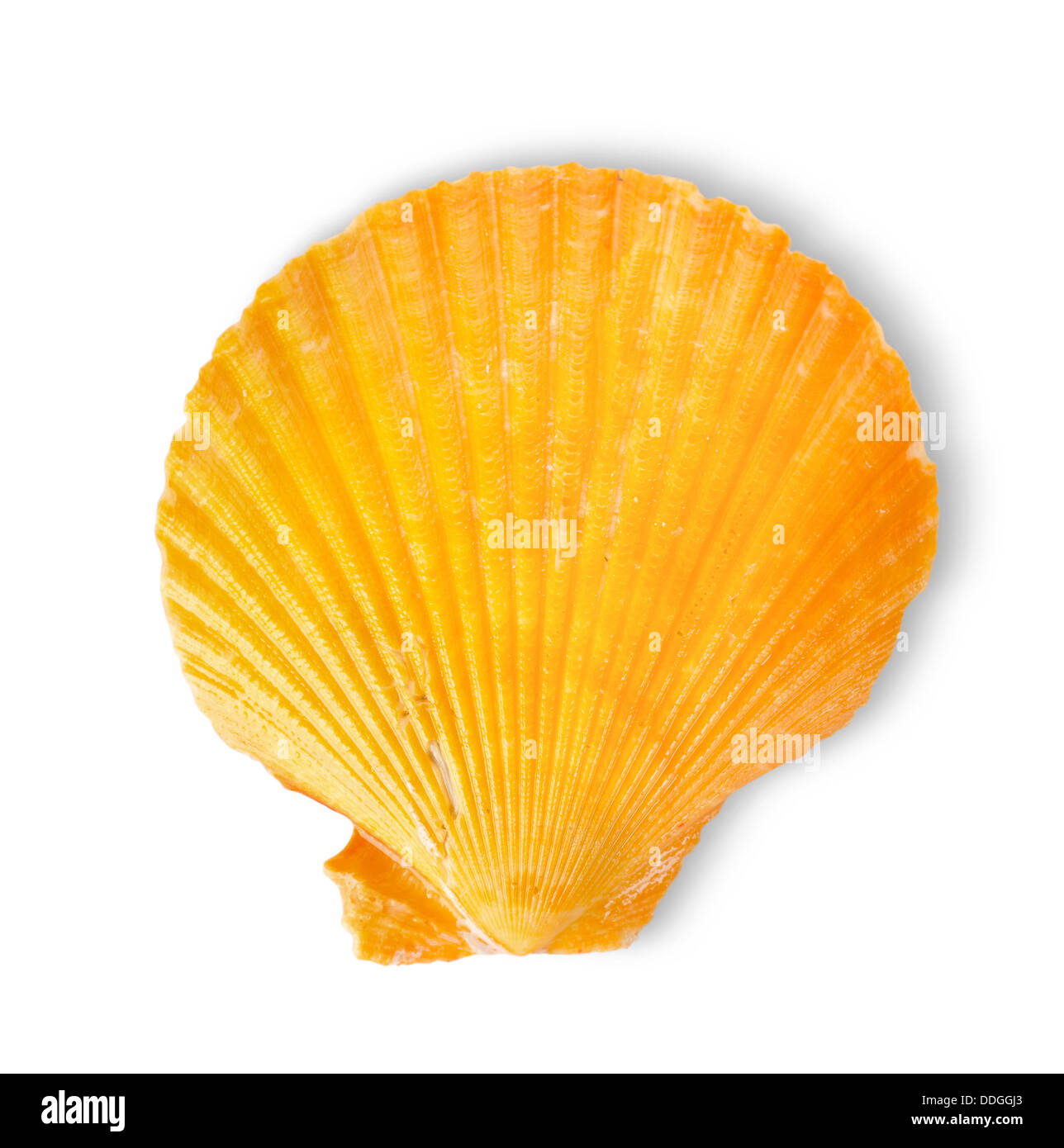 Clam shell images hi-res stock photography and images - Alamy