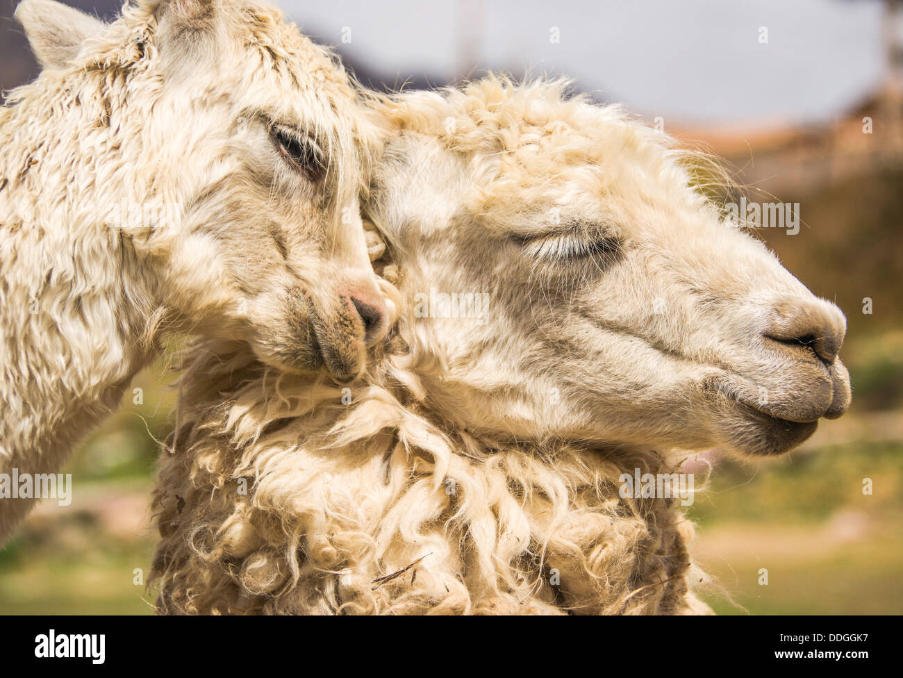 Baby Llama Mother Stock Photos & Baby Llama Mother Stock Images - Alamy
