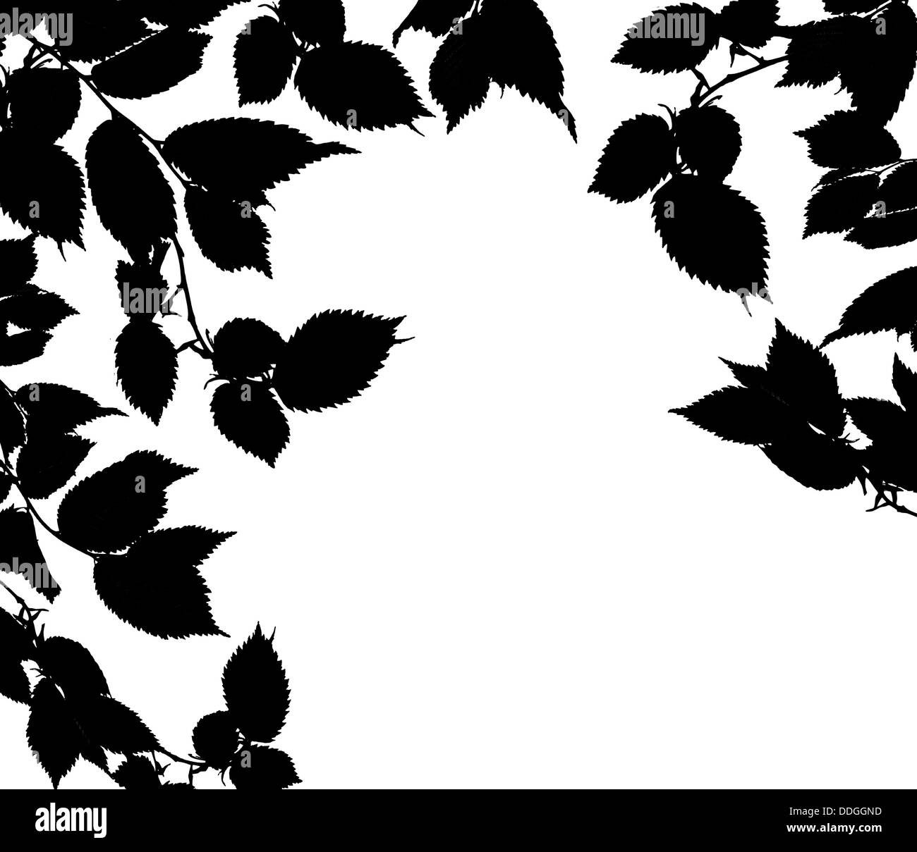 Stem leaves on white Black and White Stock Photos & Images - Alamy