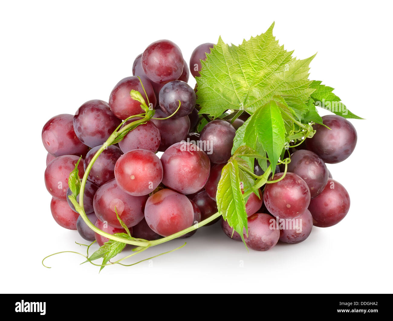 Dark on vine Cut Out Stock Images & Pictures - Alamy