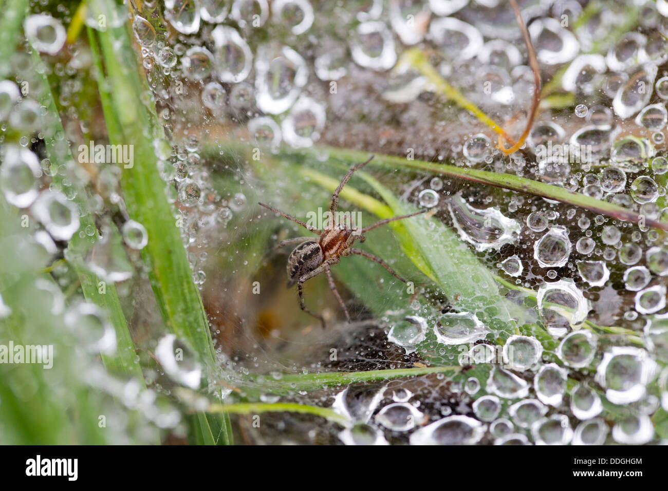 Labyrinth spider agelena labyrinthica hi-res stock photography and ...