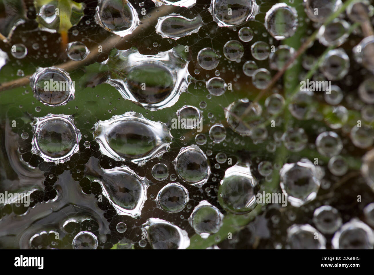 Labyrinth Spider Agelena Labyrinthica High Resolution Stock Photography ...