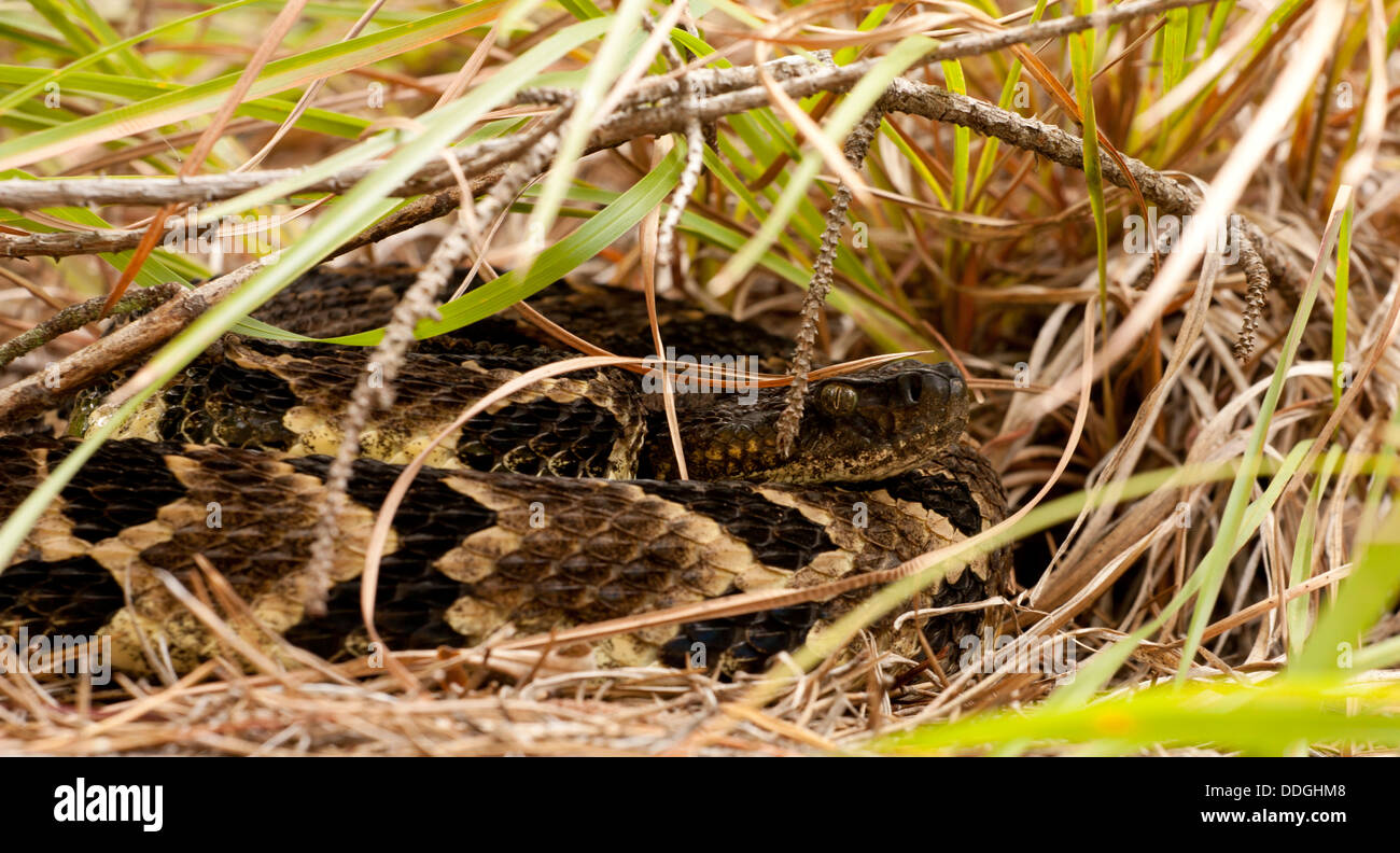 Rattlesnake face pit hi-res stock photography and images - Alamy