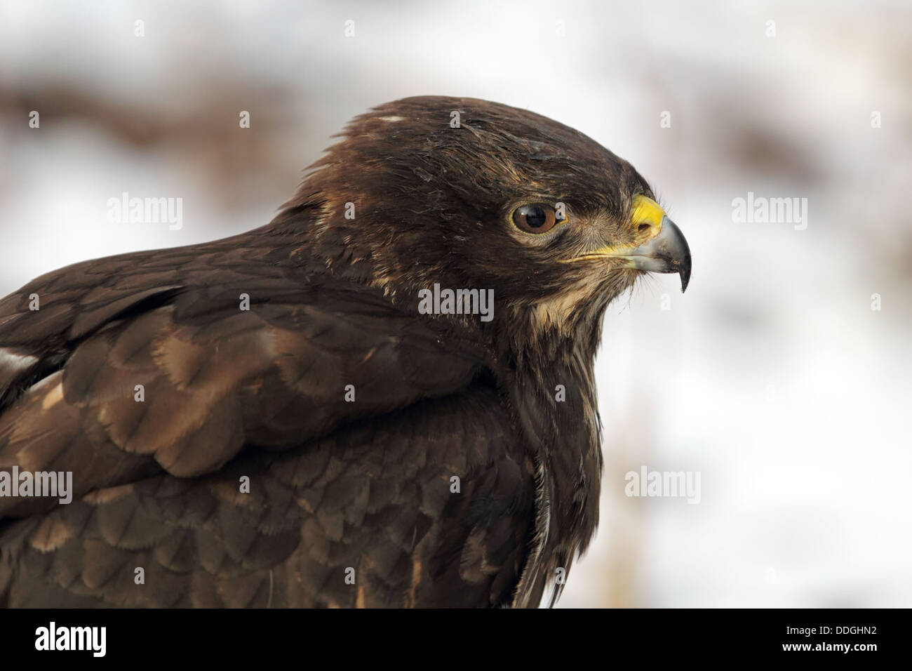 Close up of a Common Buzzard (Buteo buteo Stock Photo - Alamy