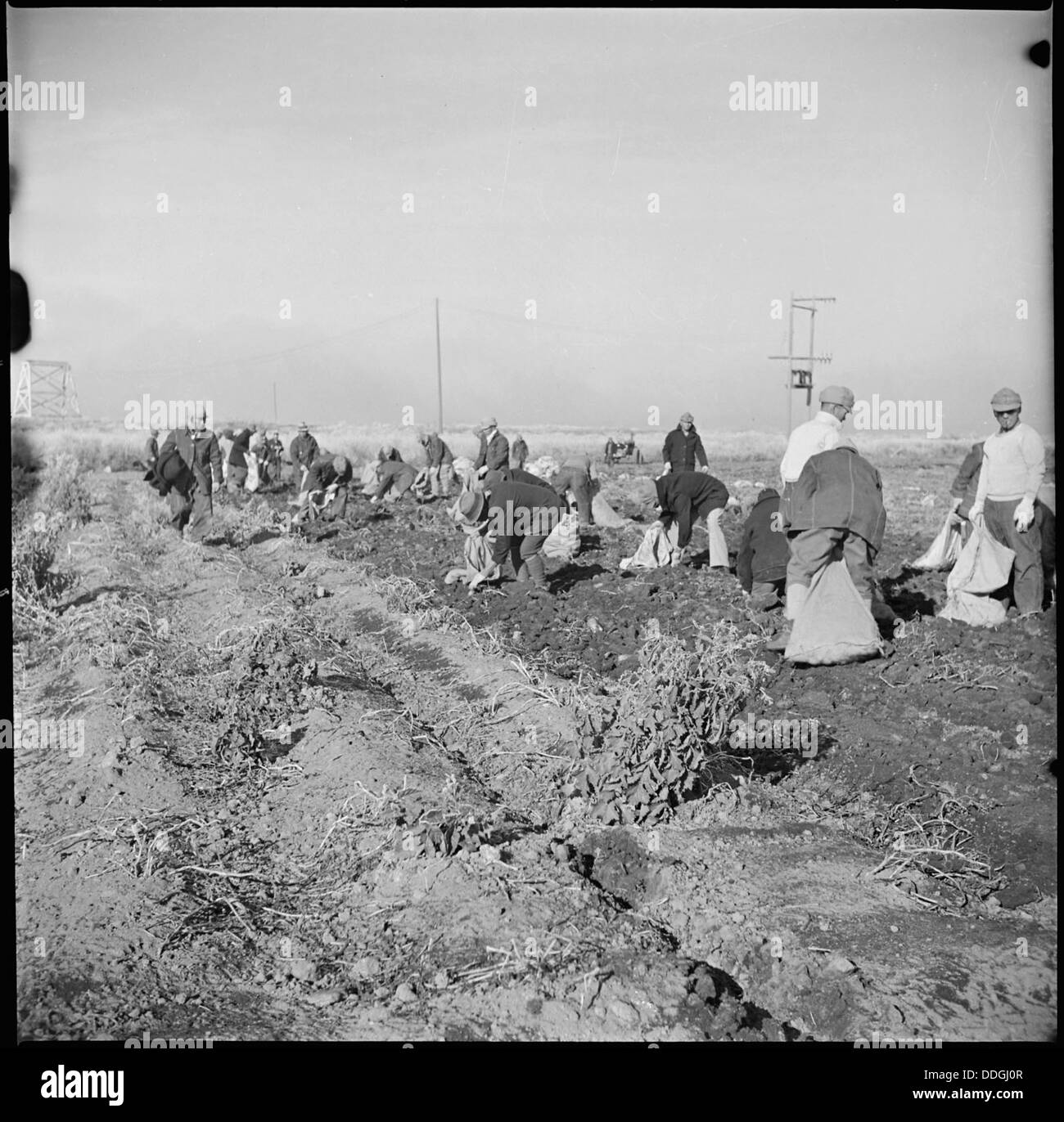 This photograph shows evacuee farmers at the Tule Lake Relocation ...