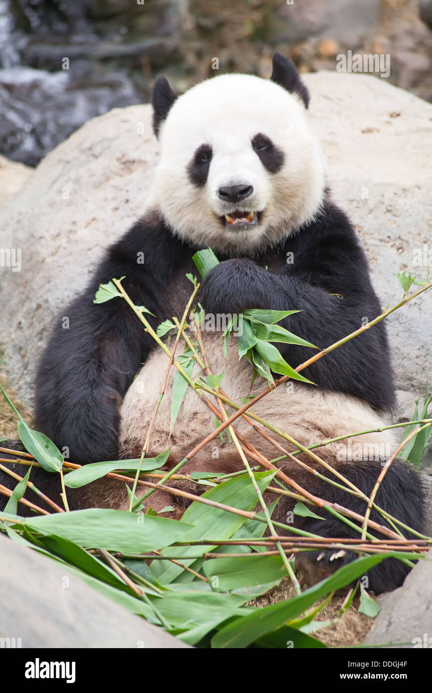 Giant panda bear eating bamboo leafs Stock Photo - Alamy