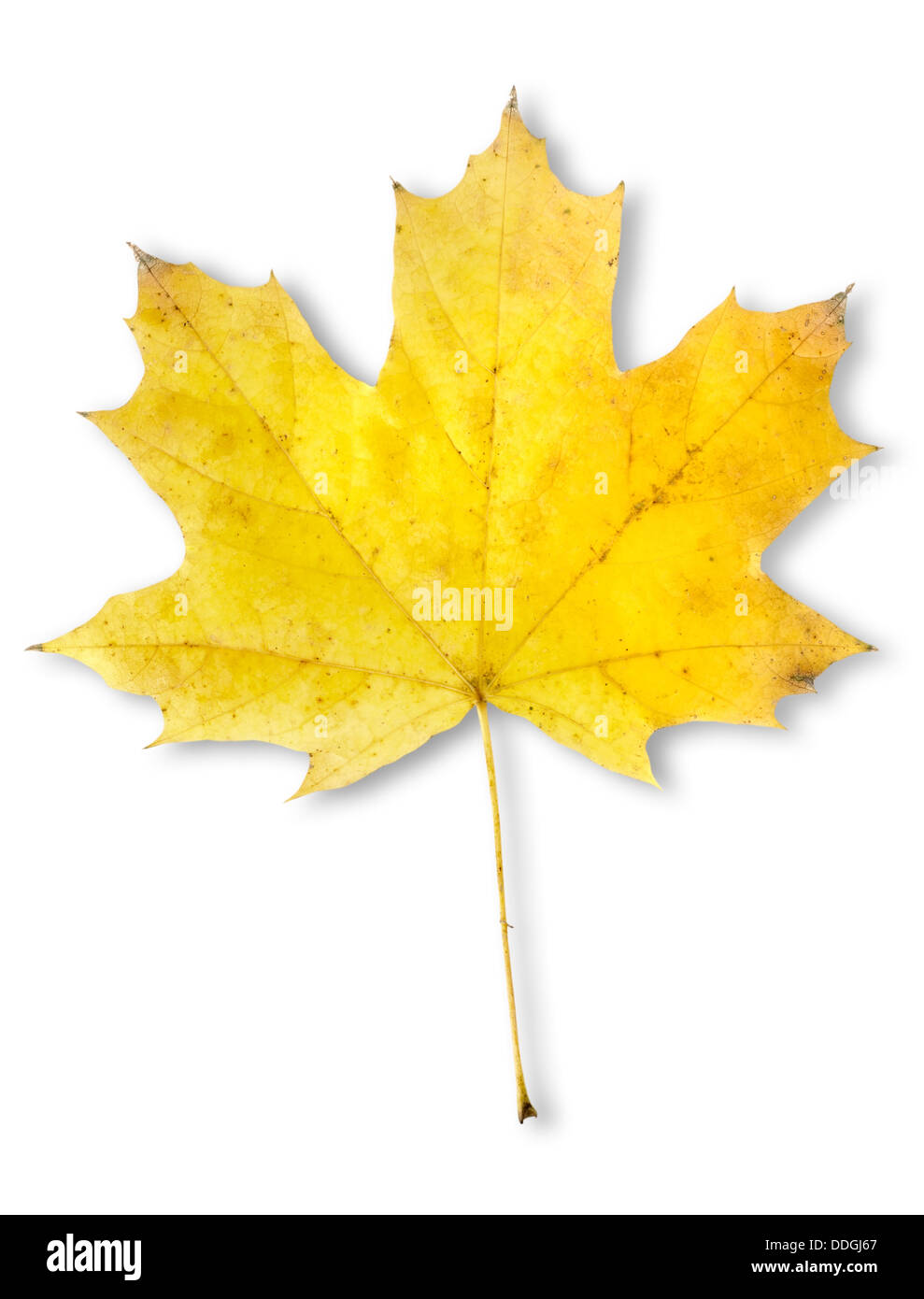 Autumn maple leaf isolated Stock Photo - Alamy