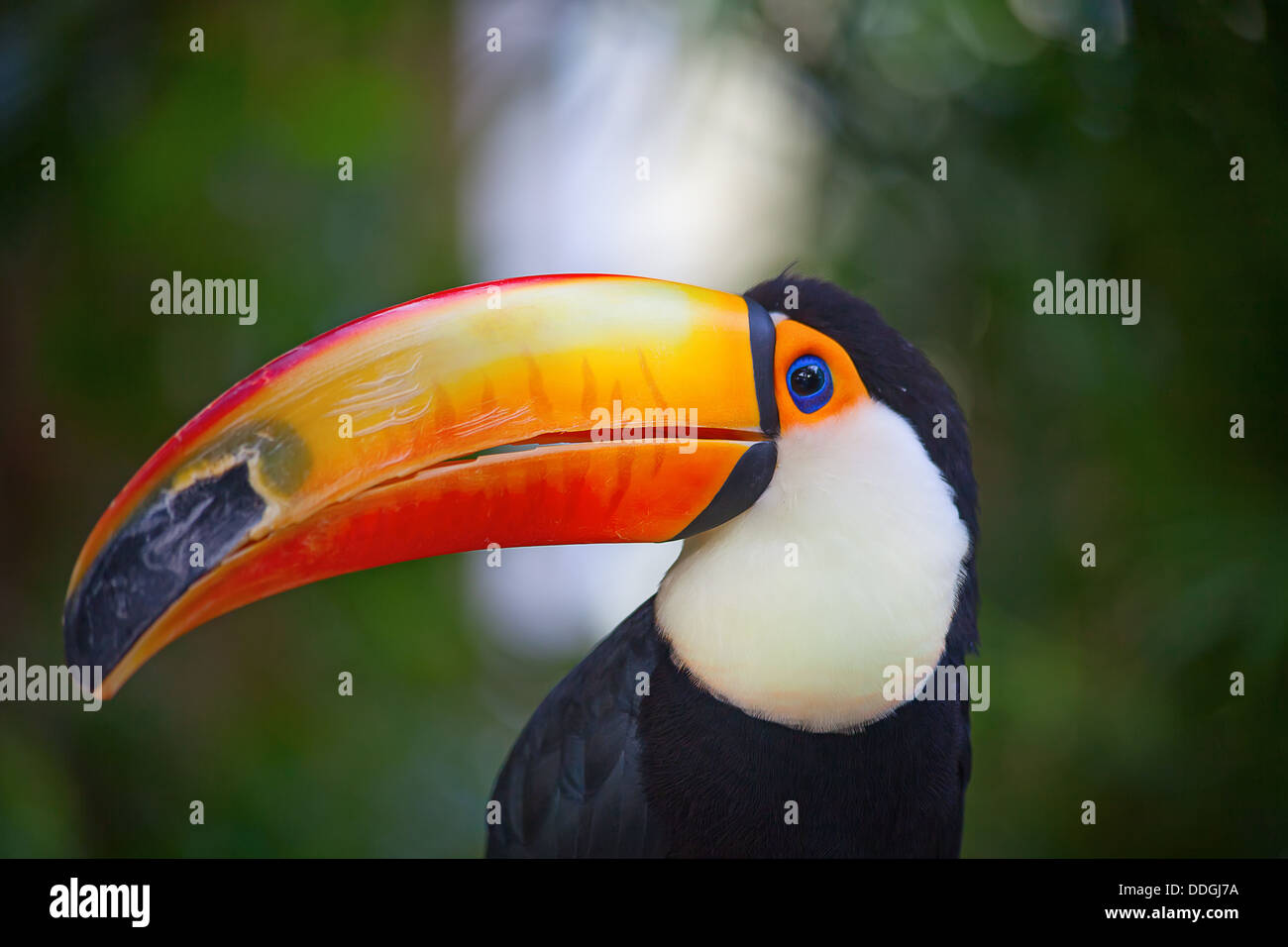 Colorful tucan in the aviary Stock Photo - Alamy