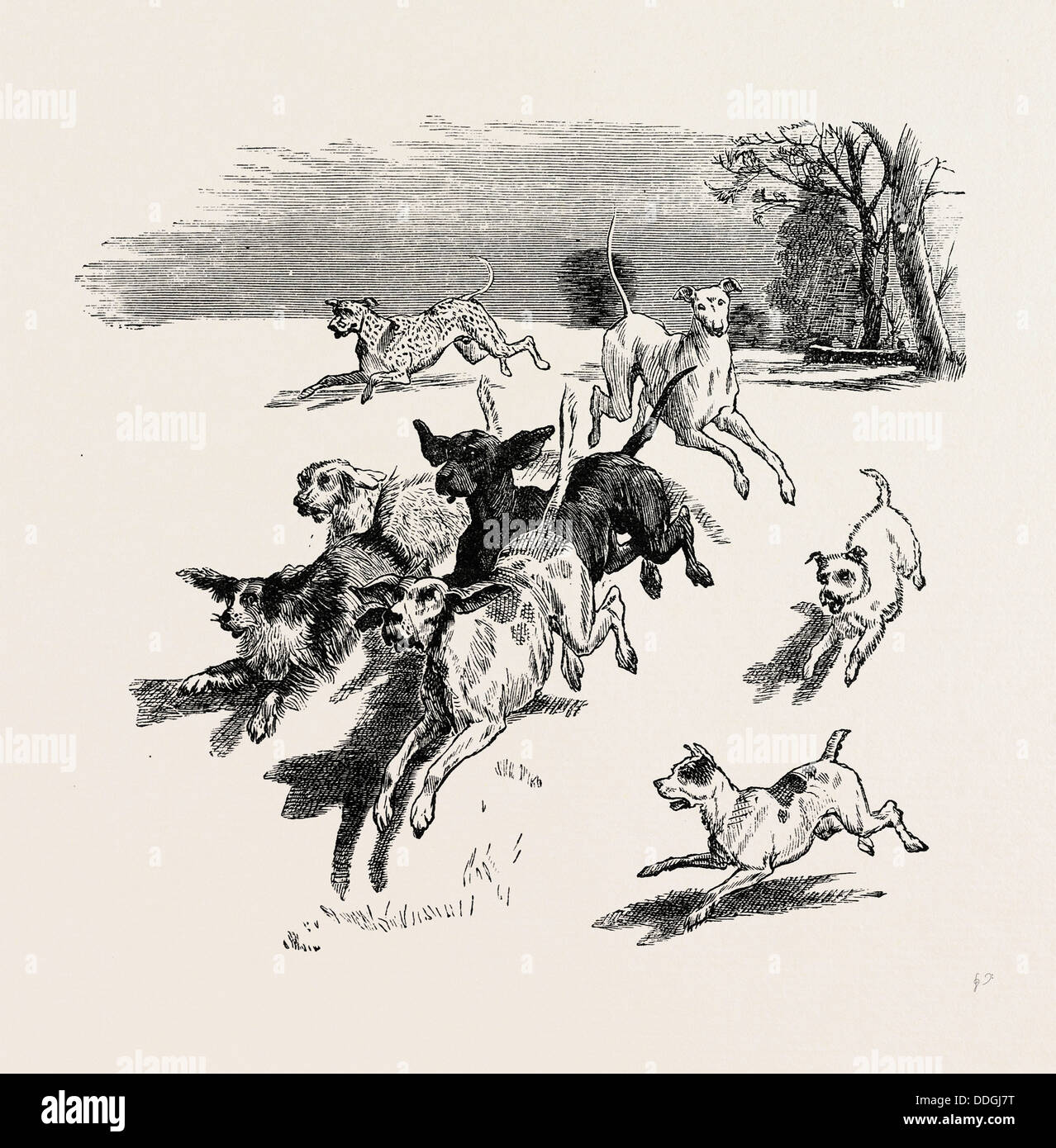 A TROOP OF DOGS, 19th century Stock Photo - Alamy