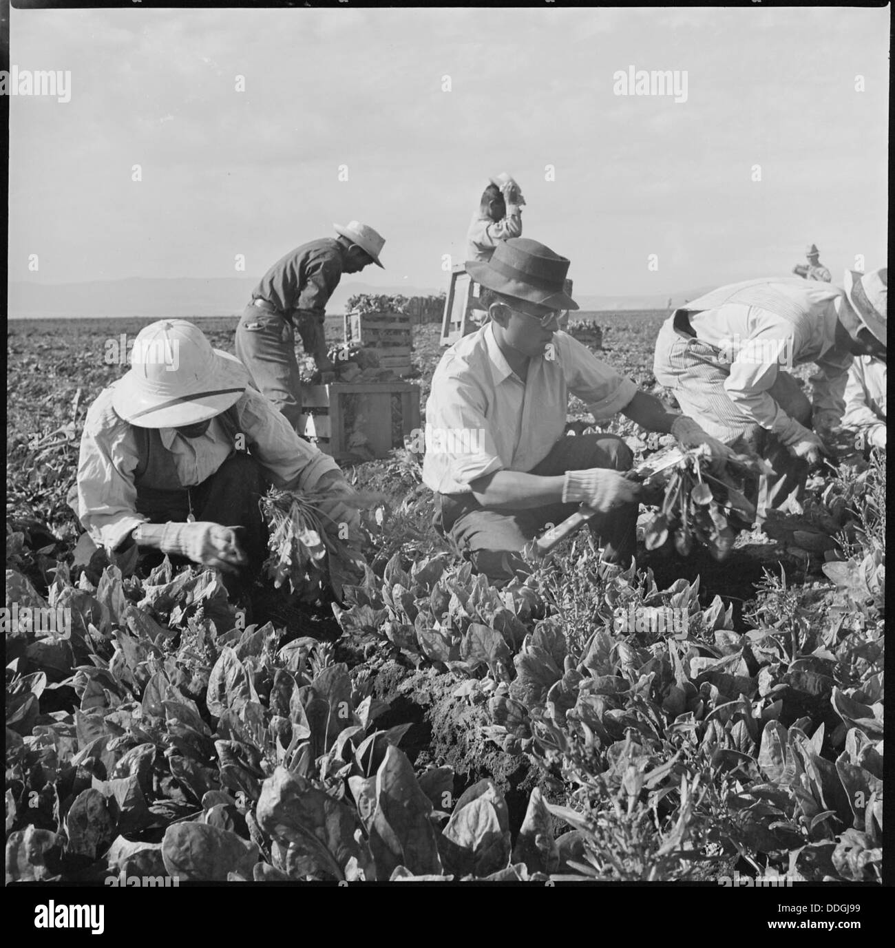 Tule Lake Relocation Center, Newell, California. Harvesting spinach ...