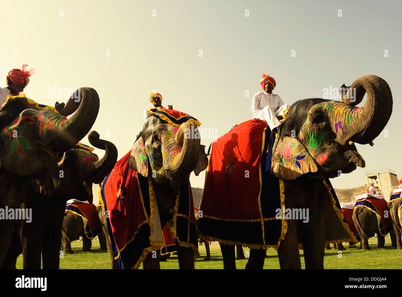 Rajasthani elephants hi-res stock photography and images - Alamy