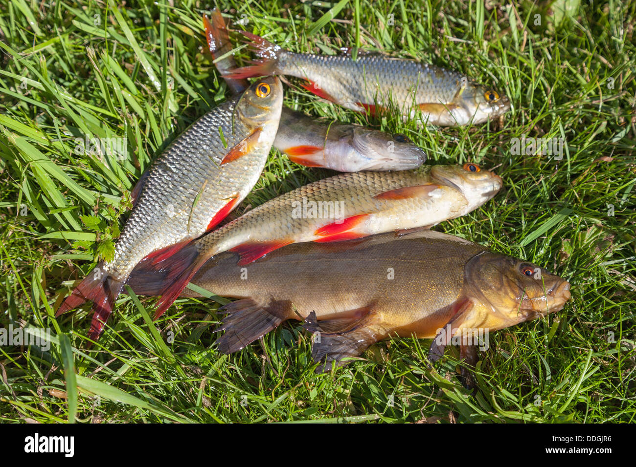 Freshwater fish on the green grass Stock Photo - Alamy