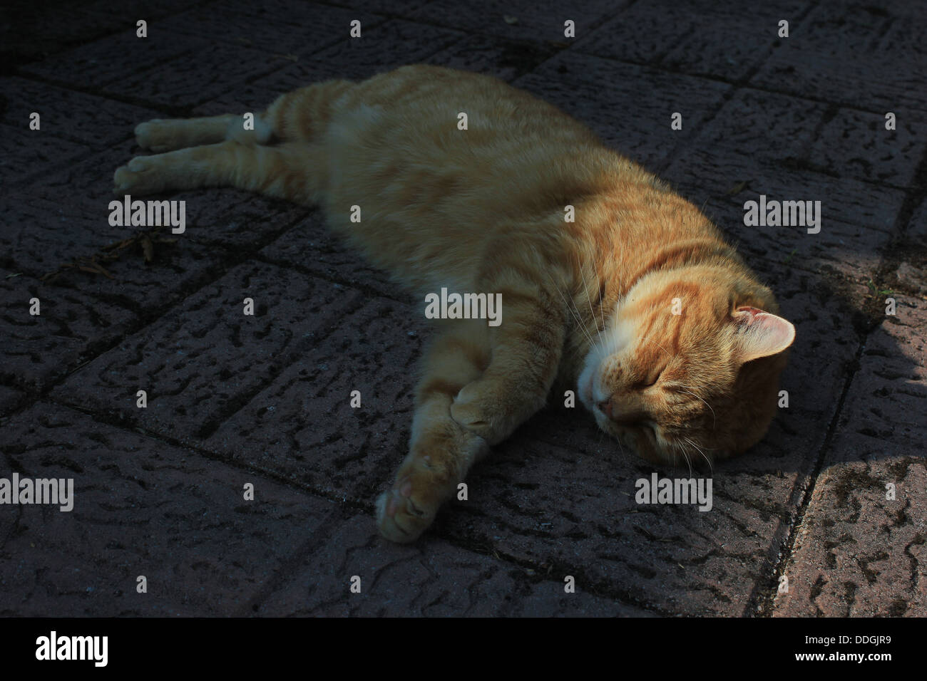 Sunbathing yard hi-res stock photography and images - Alamy