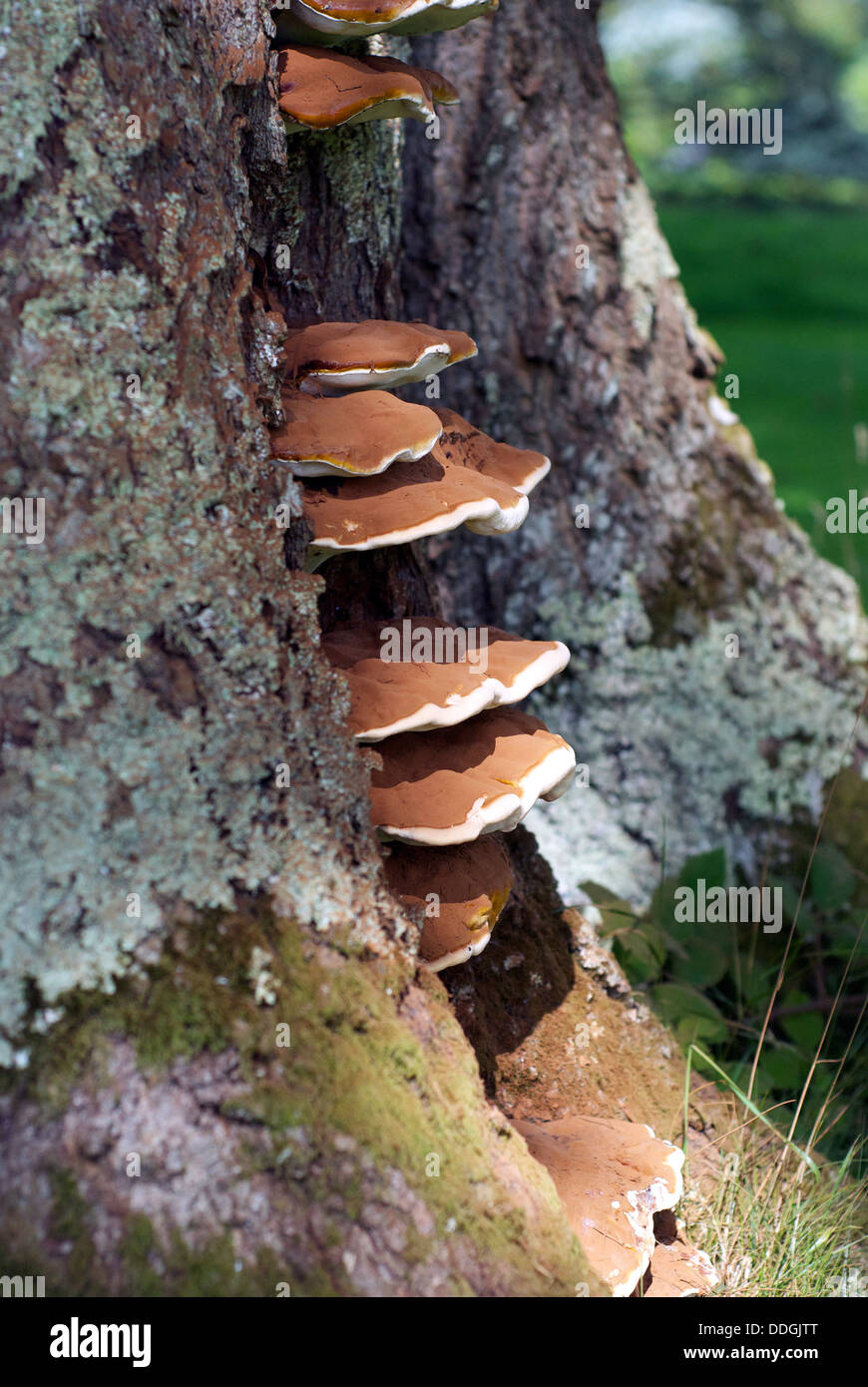 Tree fungus growth on a tree in a wood in north wales uk Stock Photo ...