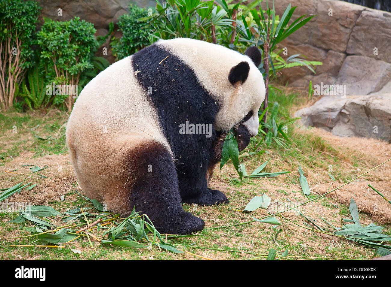 Giant panda bear eating bamboo leafs Stock Photo - Alamy