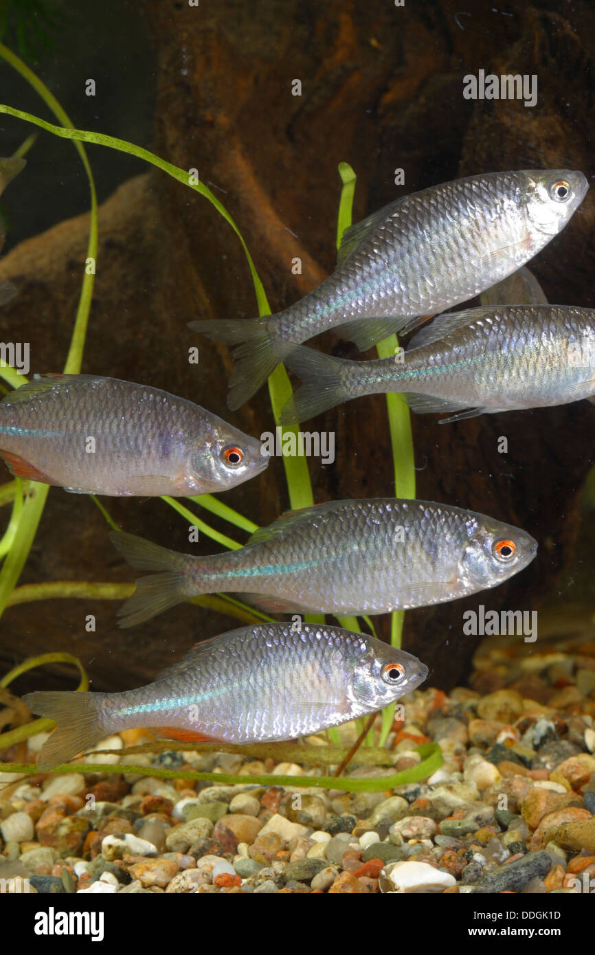 European Bitterling, Bitterling, Rhodeus amarus, Rhodeus sericeus ...