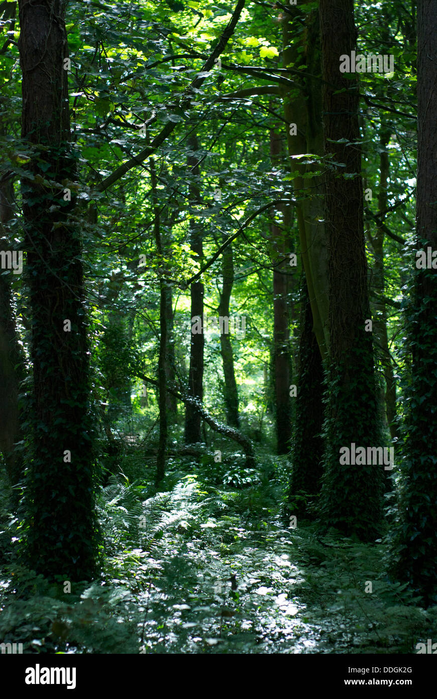 A welsh wood in afternoon sunlight Stock Photo - Alamy