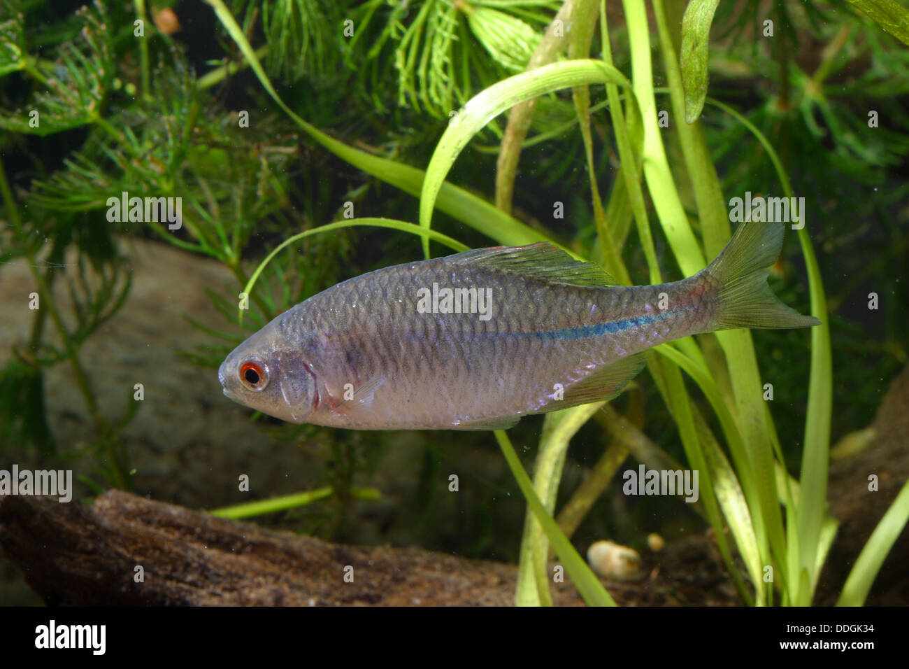European Bitterling, Bitterling, Rhodeus amarus, Rhodeus sericeus ...