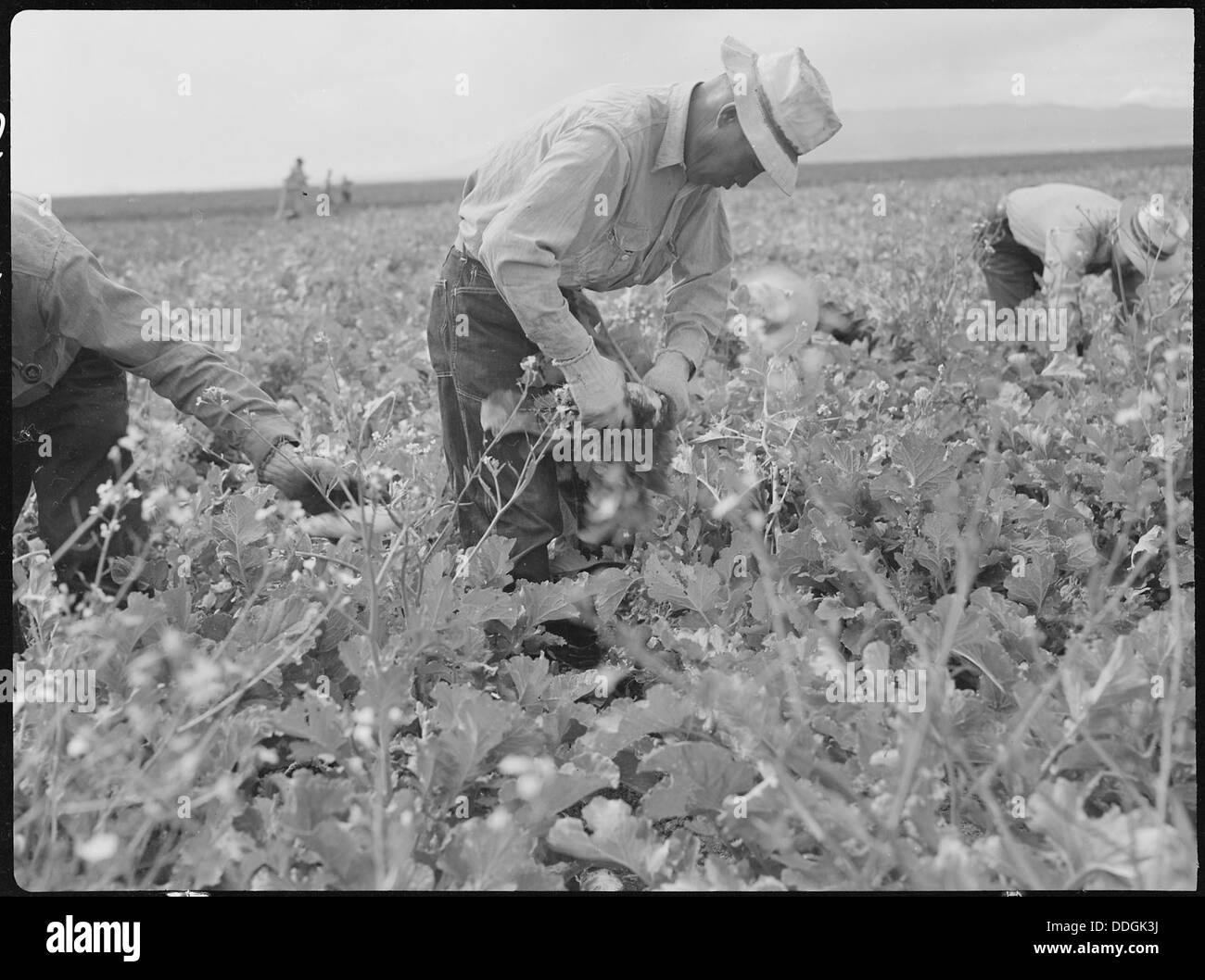 The image depicts workers harvesting turnips at the Tule Lake ...
