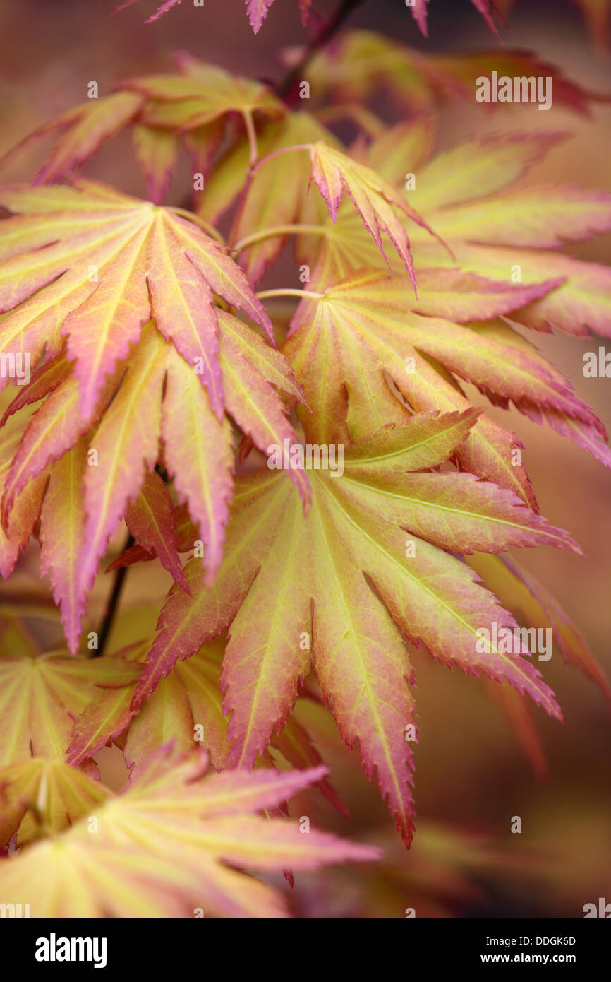 Maple Leaves; UK Stock Photo - Alamy