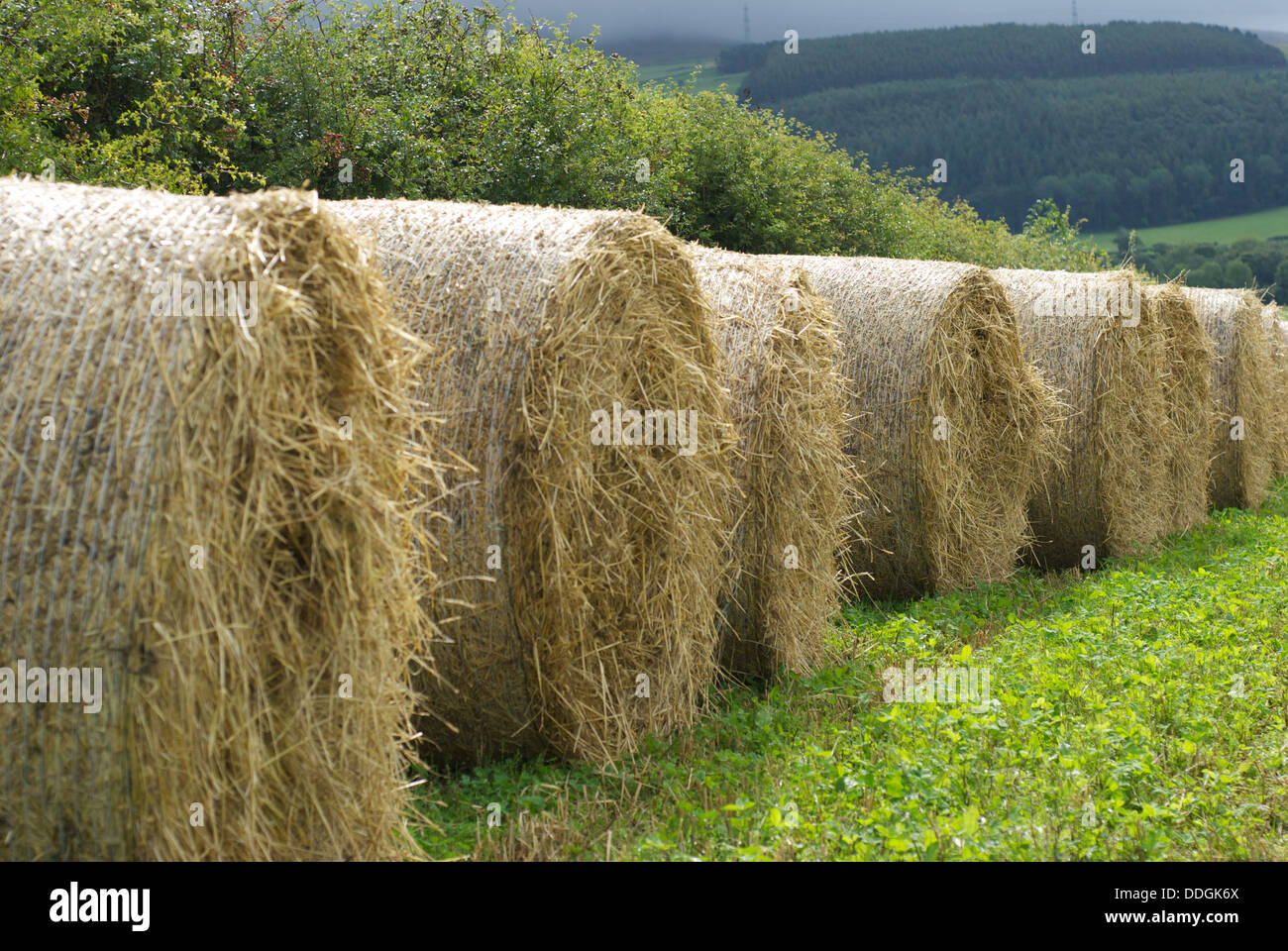 Line of hay straw bales in a field in North Wales Stock Photo - Alamy