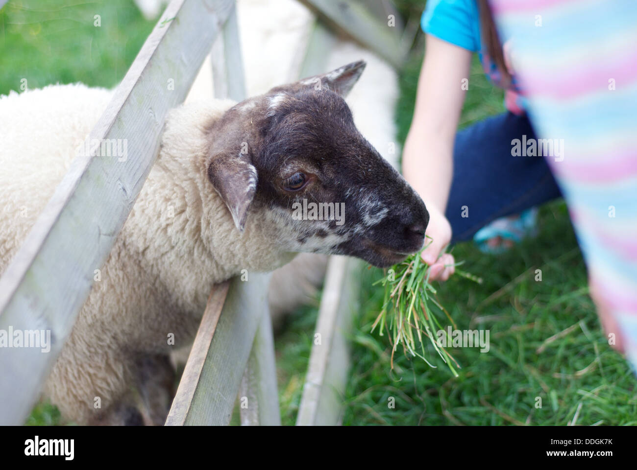 A sheep being fed grass through a gate by a child on a farm in north ...