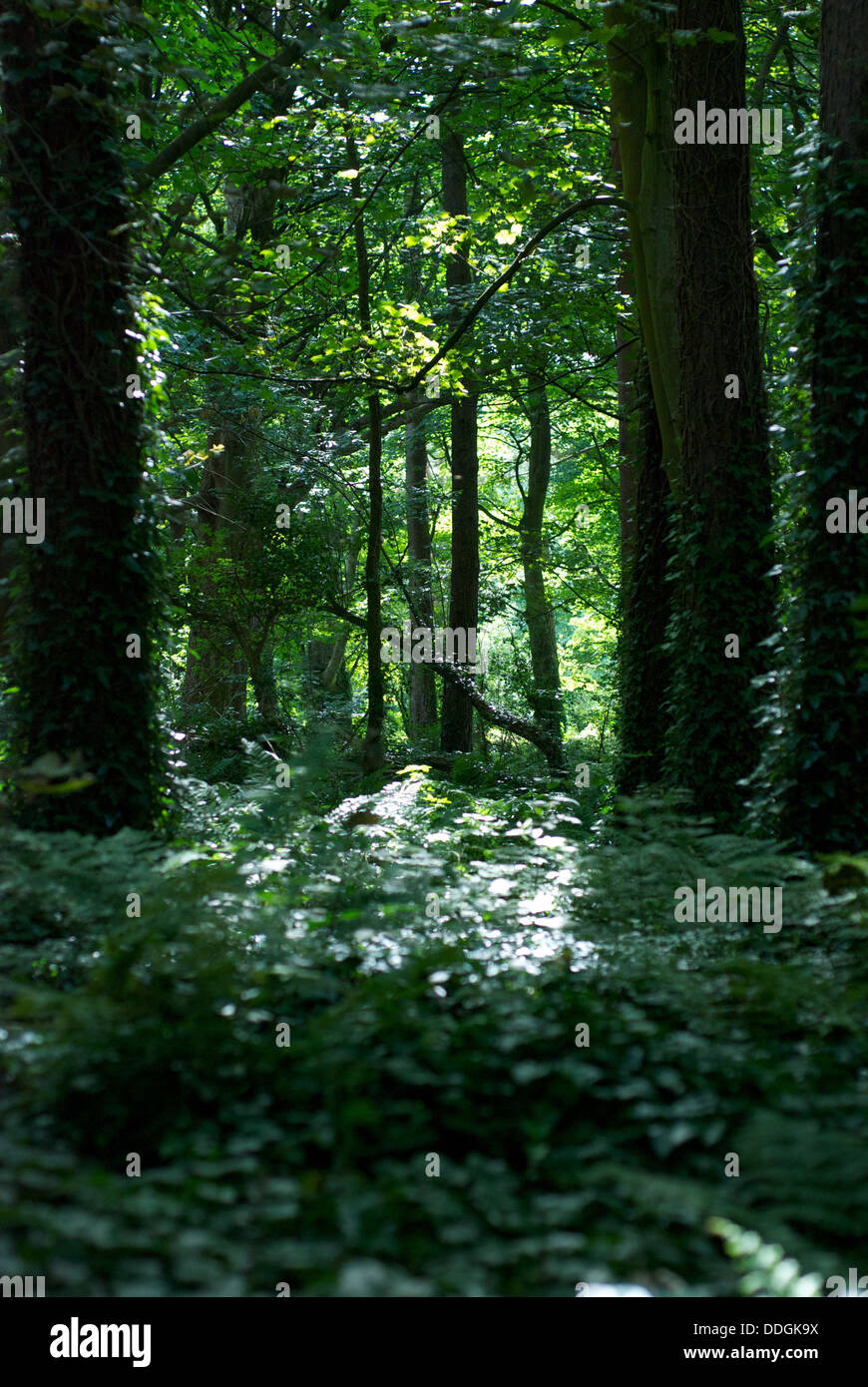 Welsh Wood High Resolution Stock Photography and Images - Alamy