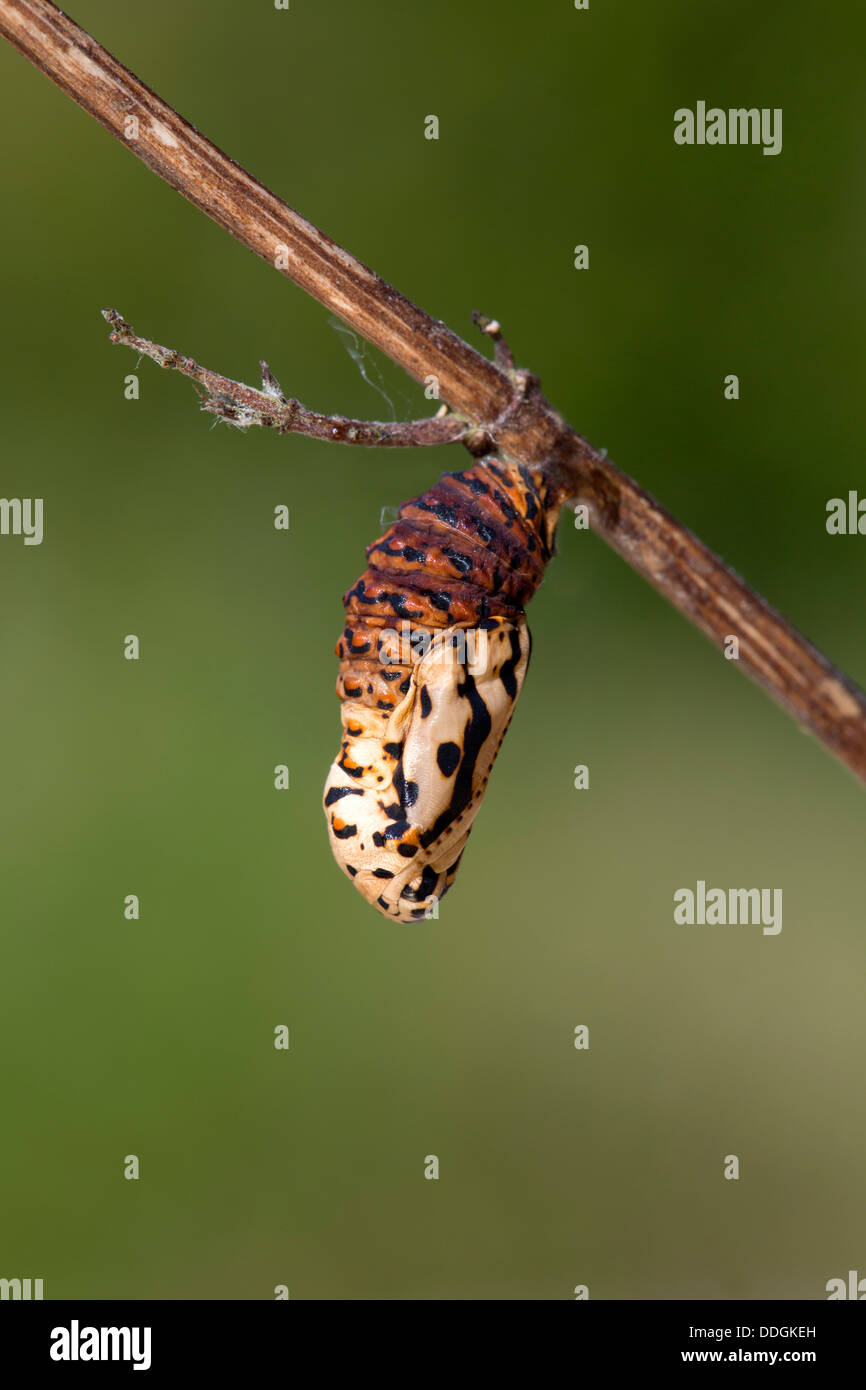 Marsh Fritillary Butterfly; Euphydryas aurinia; Emerging; Spring; UK ...