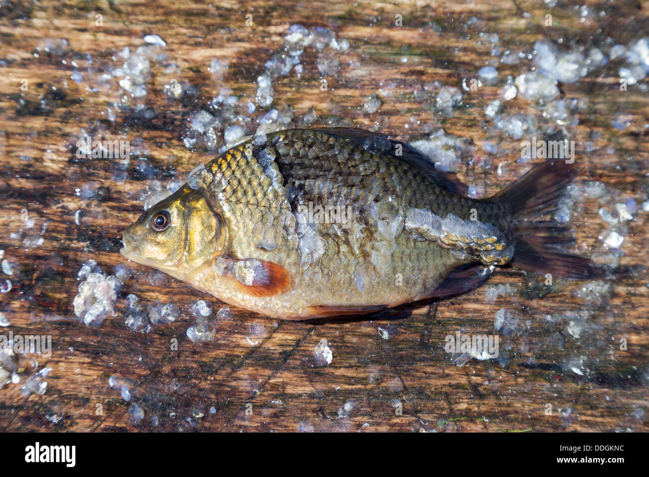 Freshwater fish. Carp Stock Photo - Alamy